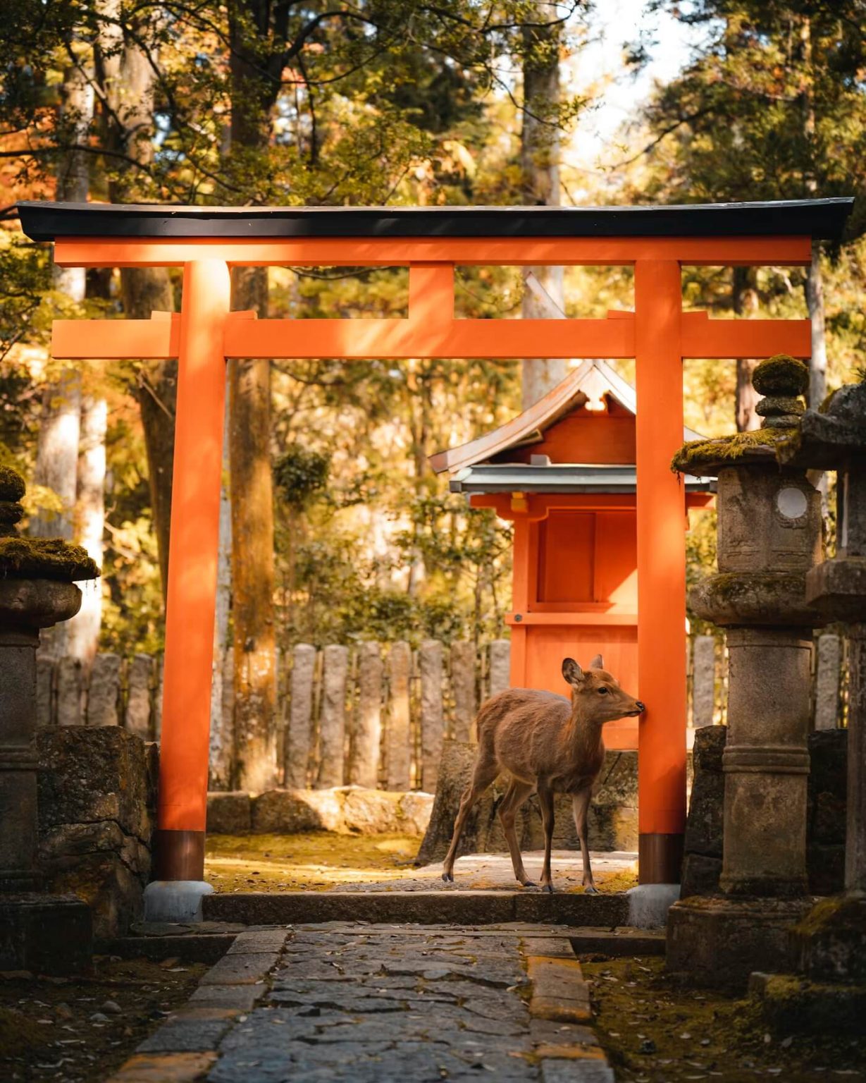 Captivating Nara Day Trip from Osaka or Kyoto - Nara Travel Guide